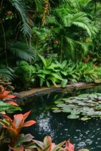 10 Stunning Tropical Pond Plants - Water Garden Advice